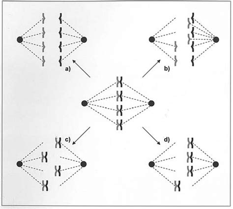 Schematic Presentation Of The Different Kinds Of Mitotic Segregation