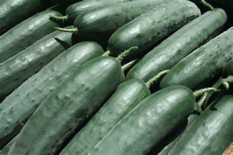 Mariland F1 Hoya Inexall Agrar