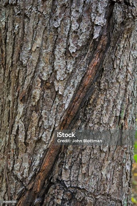 Pine Tree Trunk Scar With Wrapped Remains Of Old Twining Vine Stem