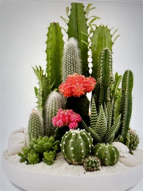 Mini Cactus Garden In A White Bowl Cactus Collection Catus