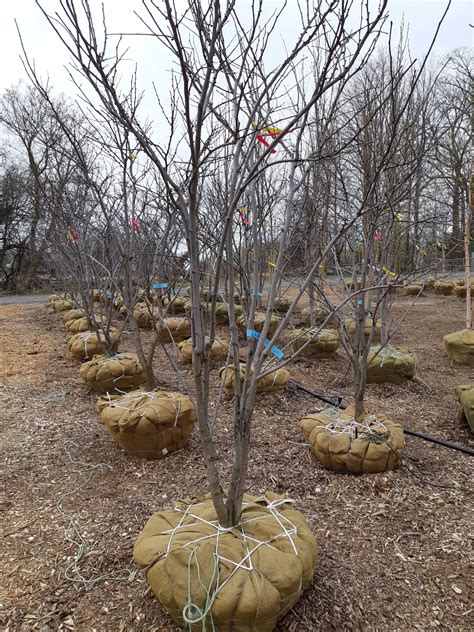 Eastern Redbud Multi Stem