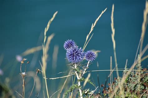 Thistle Flower Grass Free Photo On Pixabay Pixabay