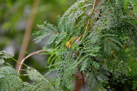 作品發表區 相思仔