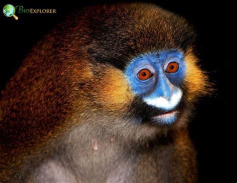 Moustached Guenon Characteristics Cercopithecus Cephus Diet And Facts