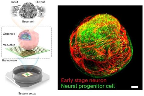 Cyborg Computer With Living Brain Organoid Aces Machine Learning Tests