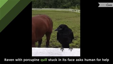 Raven Stuck Topless In Quicksand Zestat