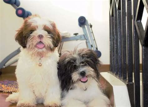 13 Most Common Lhasa Apso Behavior Problems