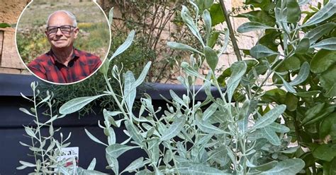 Botanist Edwin Lanfranco Dies Aged 78