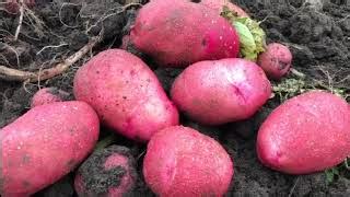 Картофель Торнадо: отзывы, описание сорта, фото, видео, отзывы ...