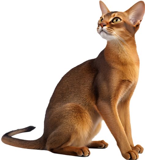 Stunning Abyssinian Cat With Sleek Fur And Expressive Eyes Clipart