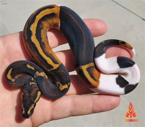 Mahogany Black Pastel Paradox Pied Ball Python By Fire Ball Pythons