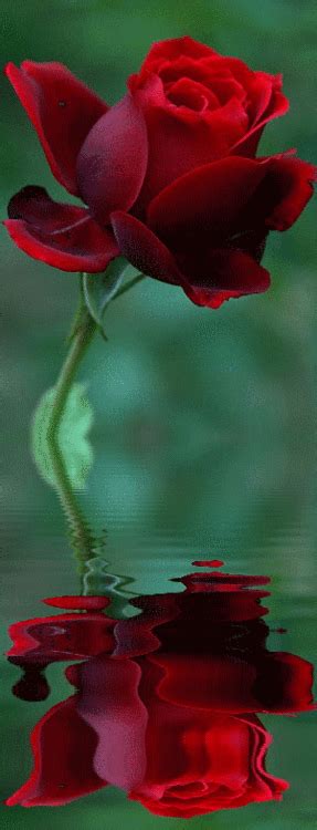 Rose Animated 