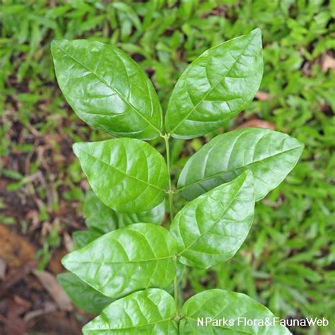 Nparks Jasminum Sambac Maid Of Orleans