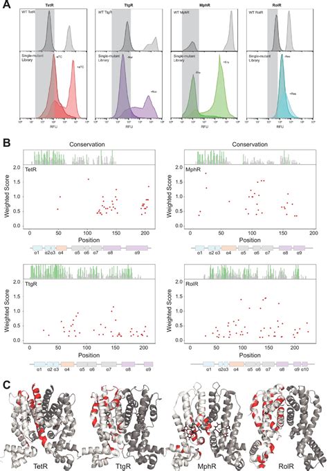 deep mutational scanning and machine learning reveal structural and