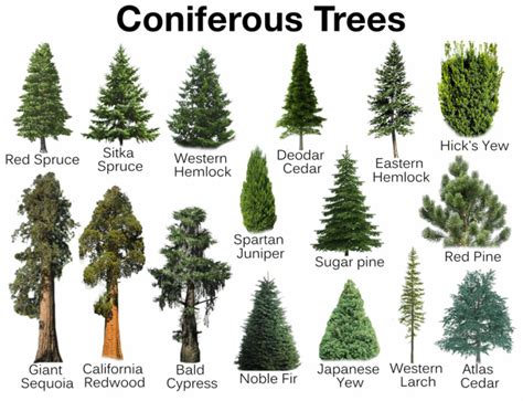 Coniferous Vs Deciduous Trees Key Differences Explained