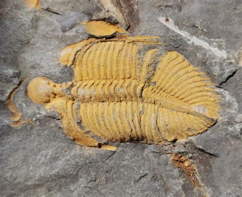 Nice Trilobite Fossil Stock Image Image Of Geology 314024629