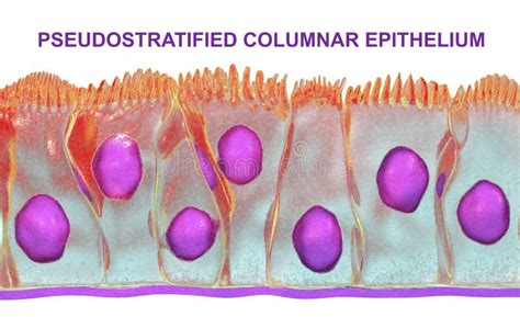 Pseudostratified Columnar Epithelium With Goblet Cells