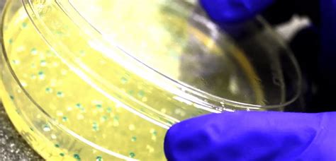 Why You Should Consider The Production Of Your Recombinant Protein With Pichia Pastoris Gtp