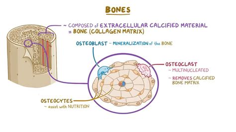 Bone Cell Structure And Function