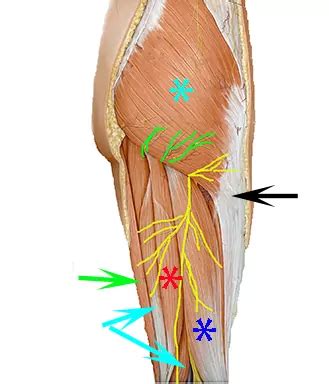 Posterior Femoral Cutaneous Nerve