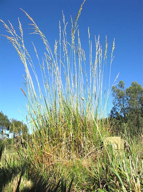 Festuca Arundinacea