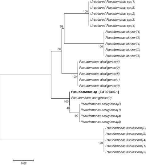 Phyogenetic Tree Of Pseudomonads Showing The Affiliation Of Snt Sg1