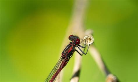 Premium Photo Dragonfly Macro B 1