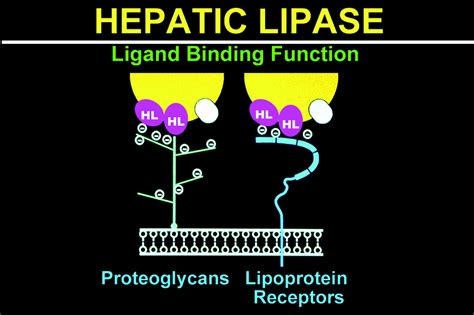 Lipase Is Produced By Which Organ At Ella Hogarth Blog