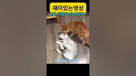 똑똑 똑소리나는 친구들영상 재밌게 시청해주세요 재미있는영상 귀여운강아지 귀여운고양이 Youtube