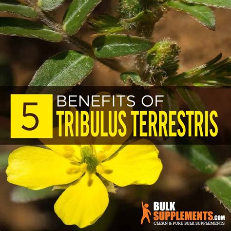How To Use Tribulus Terrestris Extract