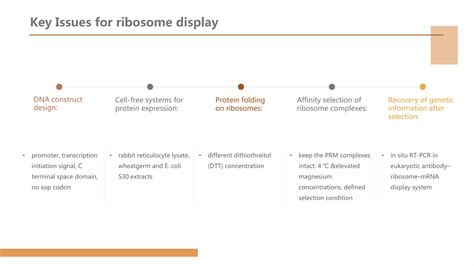 Ribosome Display Technology Creative Biolabs Pptx