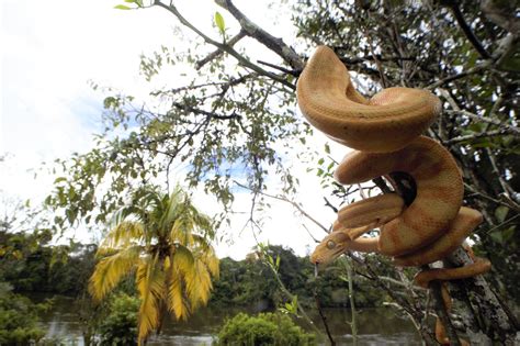 10 Facts About The Amazon Tree Boa Snake Radar
