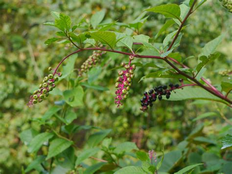 Pokeweed Identify That Plant