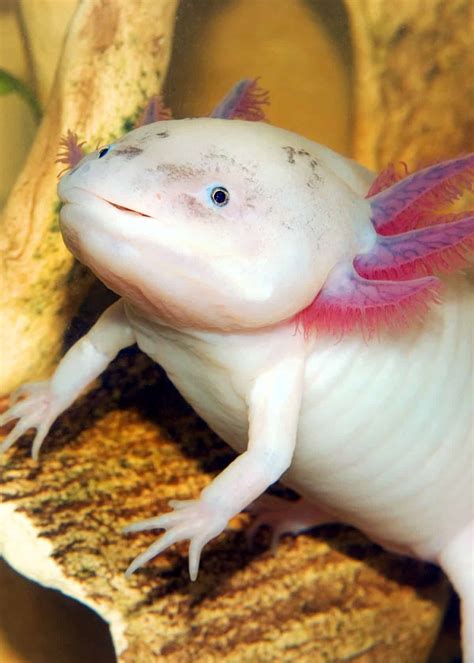Häuten Sich Axolotls Axolotl Erfahrungen Akapv