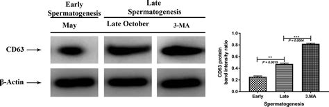 Cellular Evidence Of Cd63 Enriched Exosomes And Multivesicular Bodies Within The Seminiferous