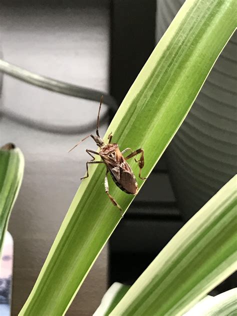 Looking For Help Identifying These Bugs Canada R Whatsthisbug