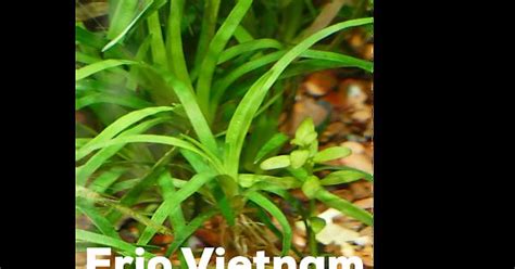 Plant Photos 68 Album On Imgur