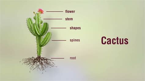 Study Of Adaptation Of Xerophytes And Hydrophytes Youtube