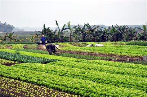 Vietnamese Farmer In The Field Editorial Photography Image Of