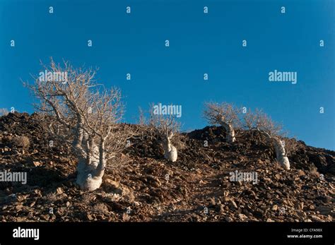 Elephant Trees Bursera Microphylla Baja California Mexico Trees