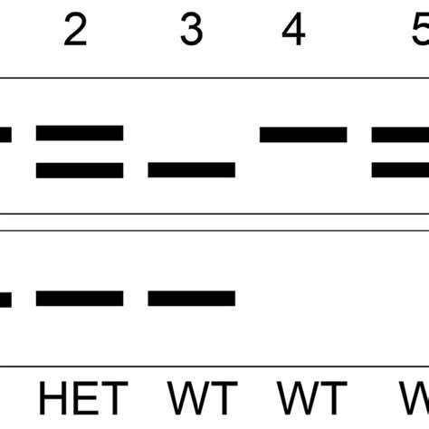 Schematic Figure Of Genotyping For Evaluating Conditional Knockout Mice Download Scientific