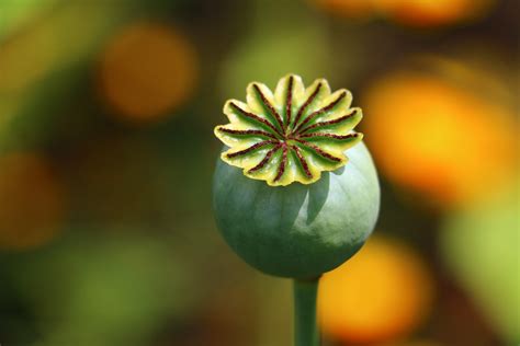 Statement From The 6th Myanmar Opium Farmers Forum Transnational