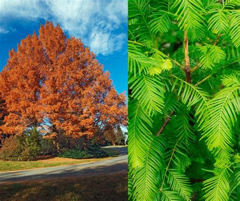 Deciduous Conifers