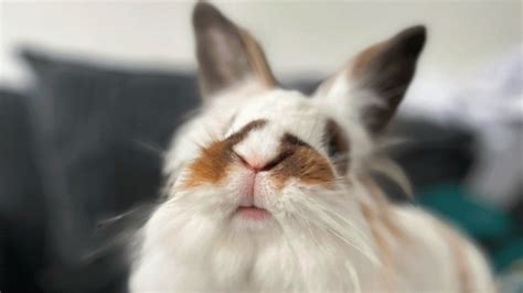 Grumpy Bunny Likes His Personal Space But His Girlfriend Grumpy