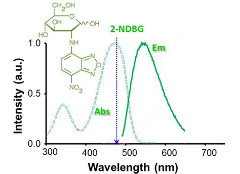 2 Nbdg Fluorescent Glucose Analogs Cas No186689 07 6 Glpbio