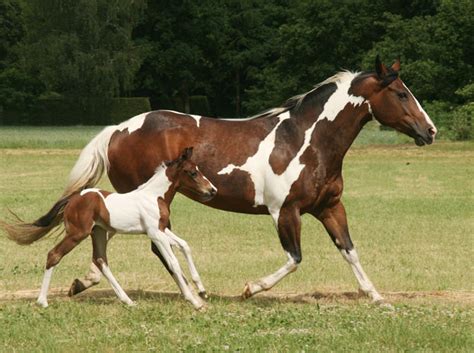 10 Mejores Razas De Caballo En Todo El Mun Mind Map