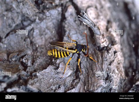 Hornet Moth Sesia Apiformis Is A Mimic Moth Native To Europe And