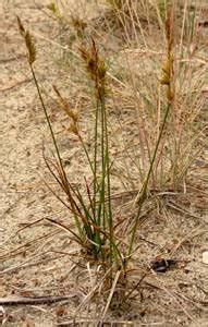 Carex Arenaria