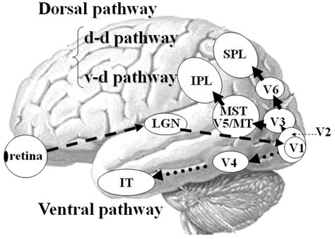 Parallel Visual Pathways In Humans D D Pathway Dorso Dorsal Pathway