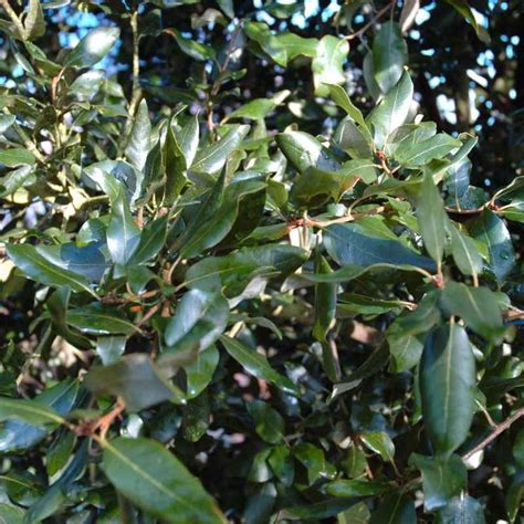 Quercus Ilex Holm Oak